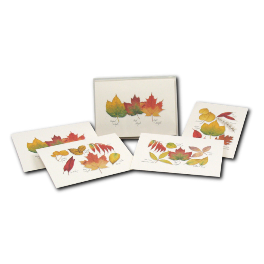 Fall Foliage Assortment | Blue Line Book Exchange a Wholesale and ...
