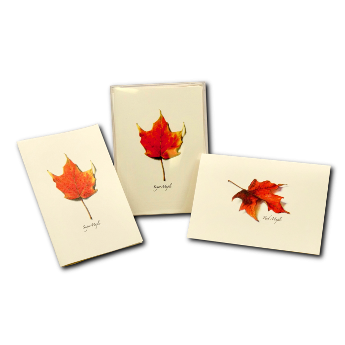 Maple Leaf Assortment II Boxed Notes | Blue Line Book Exchange a ...
