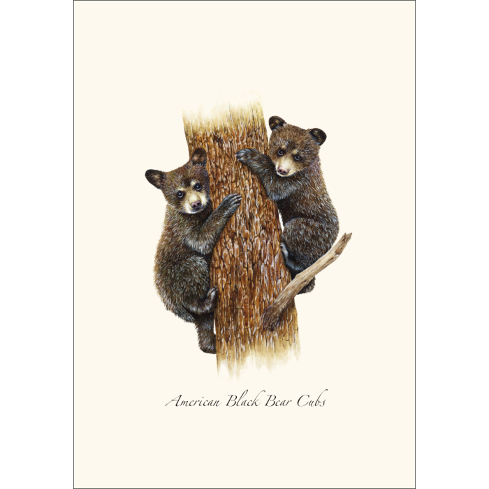 American Black Bear Cubs | Blue Line Book Exchange a Wholesale and ...