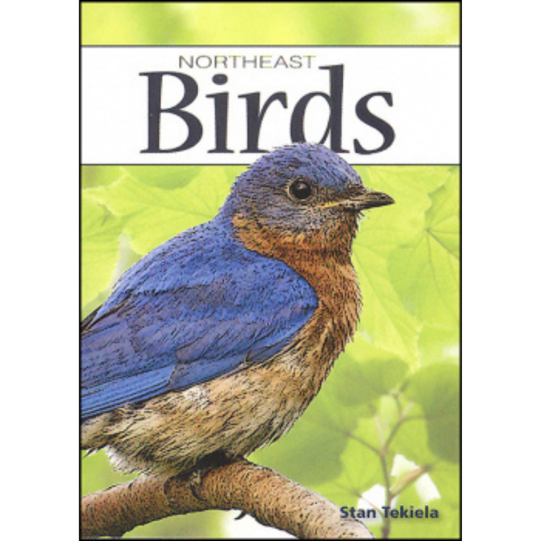 Birds of the Northeast | Blue Line Book Exchange a Wholesale and ...