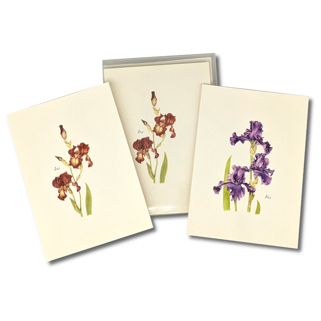 Iris note card assorted | Blue Line Book Exchange a Wholesale and ...