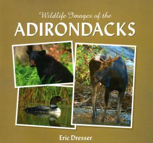 Wildlife Images Of The Adirondacks | Blue Line Book Exchange a ...